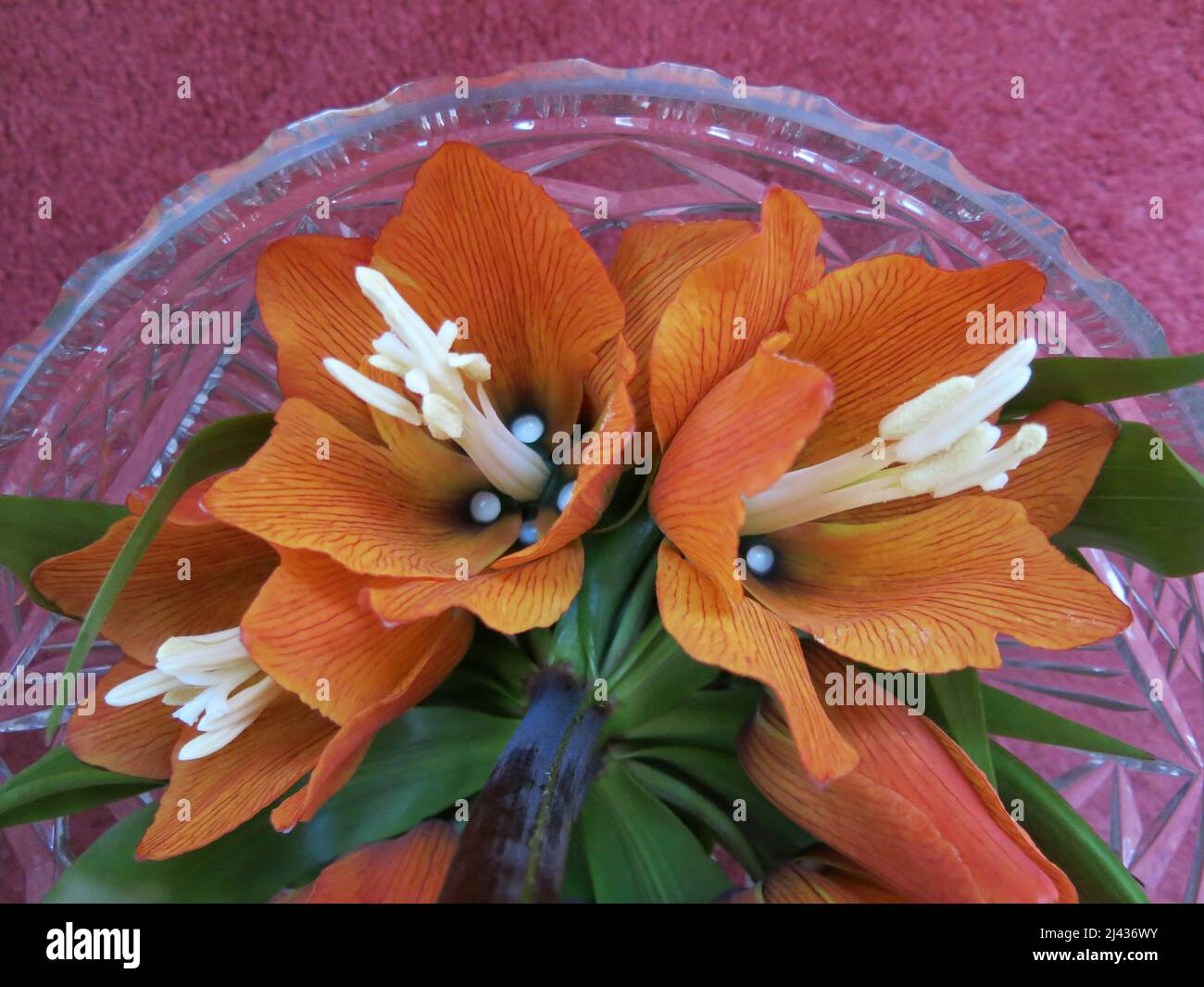 Floral arrangement in a glass bowl of an upturned Crown Imperial ...