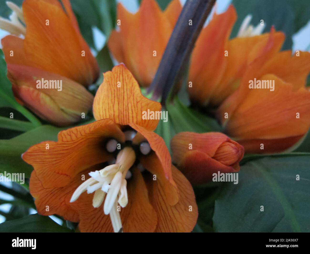Close-up of a single orange flower of the Crown Imperial spring bulb ...