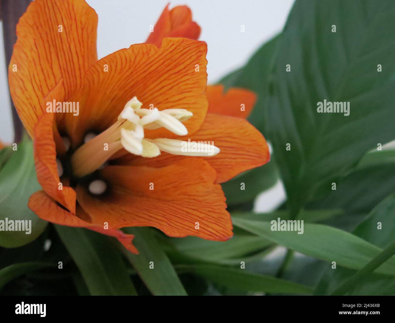 Close-up of a single orange flower of the Crown Imperial spring bulb ...