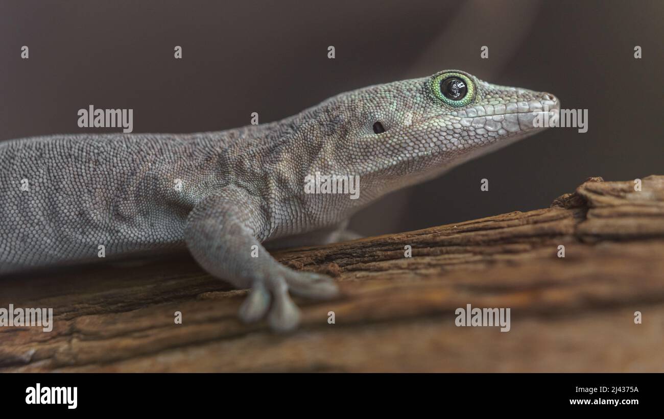 Standings day gecko hi-res stock photography and images - Alamy