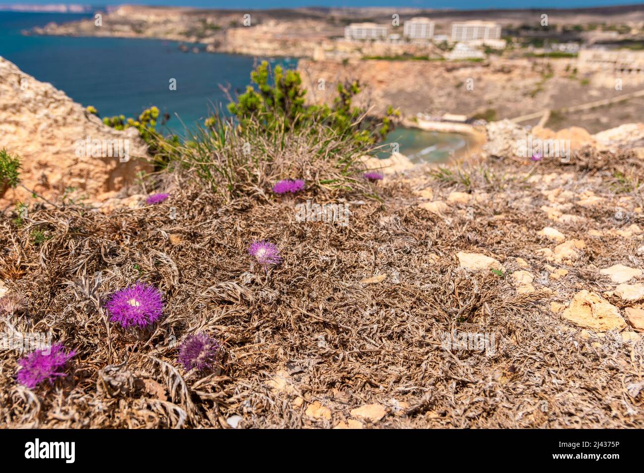 Beautiful Fortizza Riviera Beach at Ghajn Tuffieha and cliffs ...