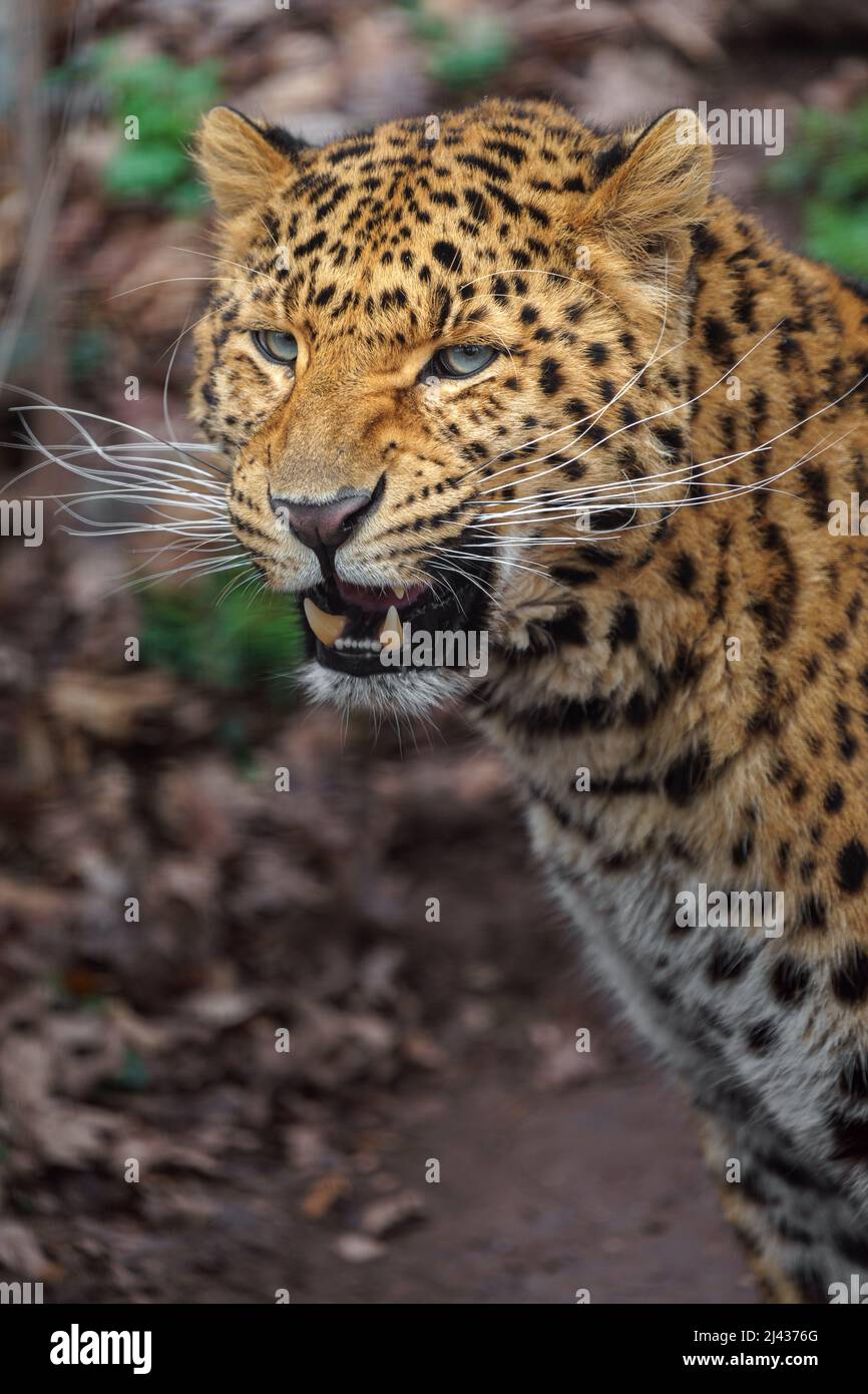 Amur leopard asia panthera pardus hi-res stock photography and images ...