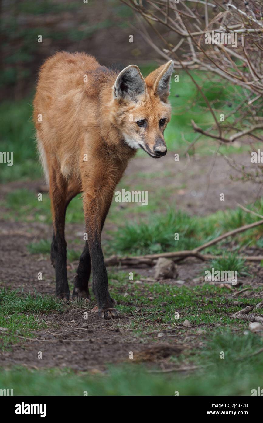 White Maned Wolf