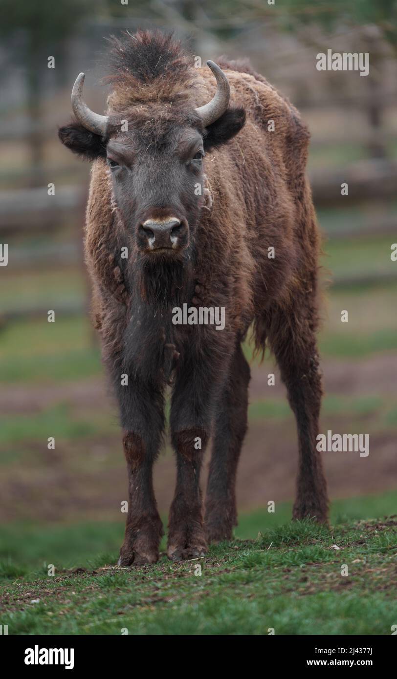 European buffalo hi-res stock photography and images - Alamy