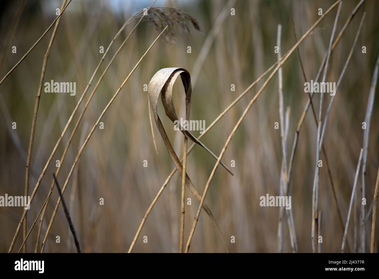 Reedbed animals hi-res stock photography and images - Alamy