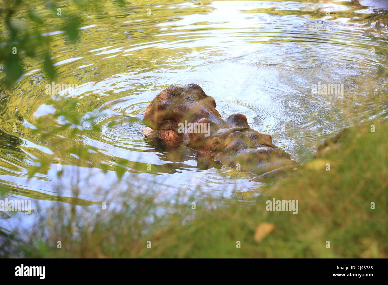 Hippo in the water Stock Photo - Alamy