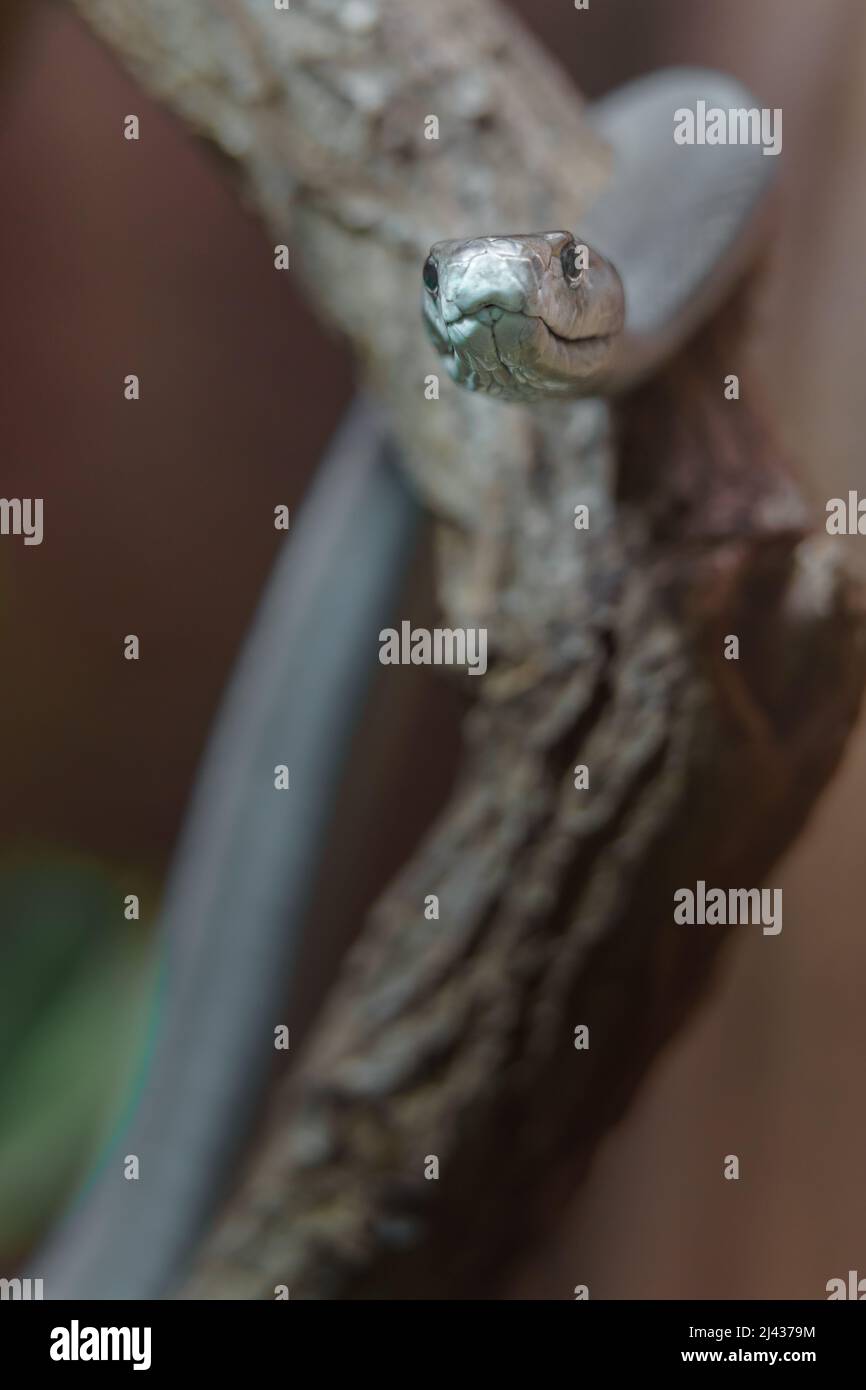 Mamba serpent hi-res stock photography and images - Alamy