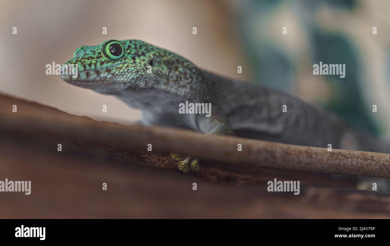 Standings day gecko hi-res stock photography and images - Alamy