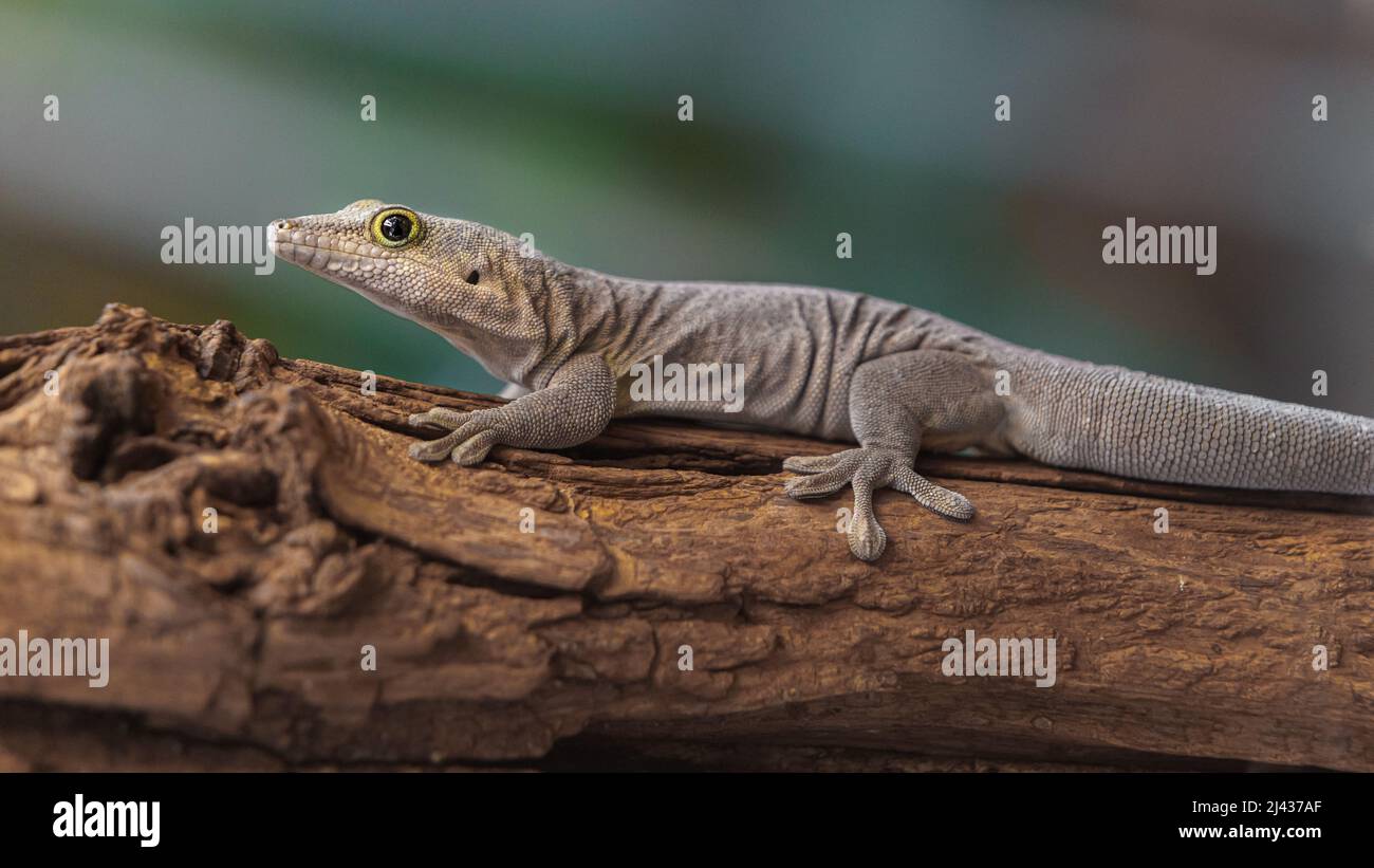 Standings day gecko hi-res stock photography and images - Alamy