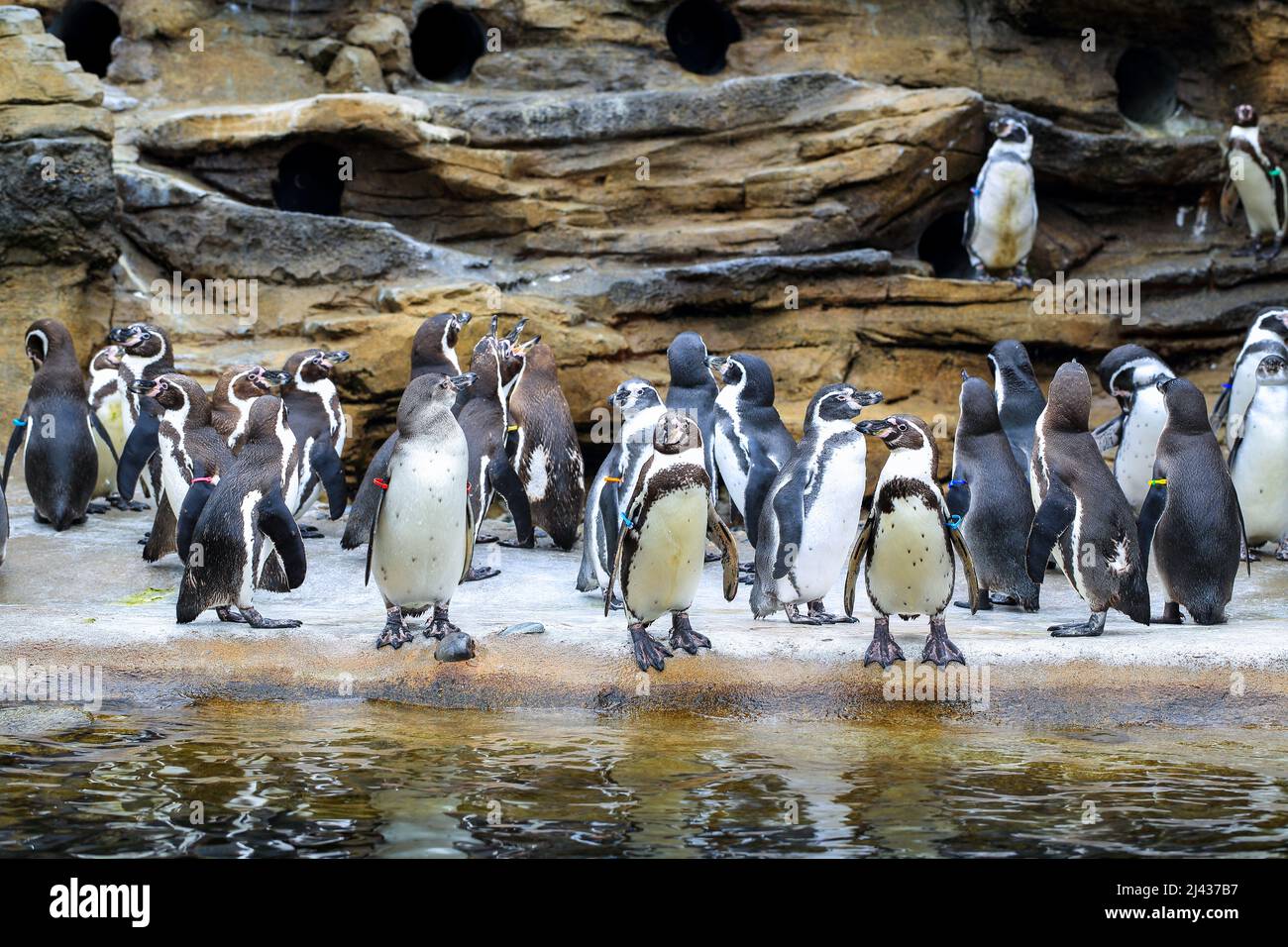 Animal standing water hi-res stock photography and images - Alamy