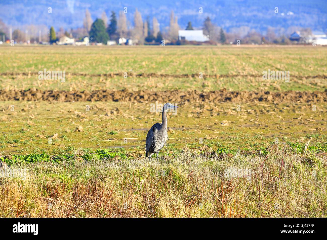 Great blue heron on field Stock Photo - Alamy