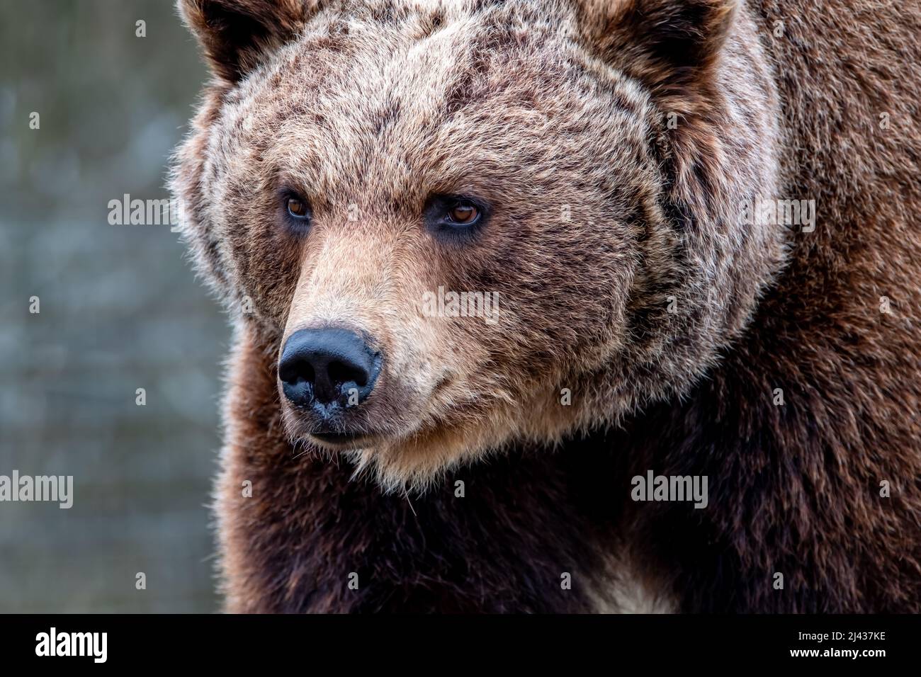 Close up adorable baby bear hi-res stock photography and images - Alamy