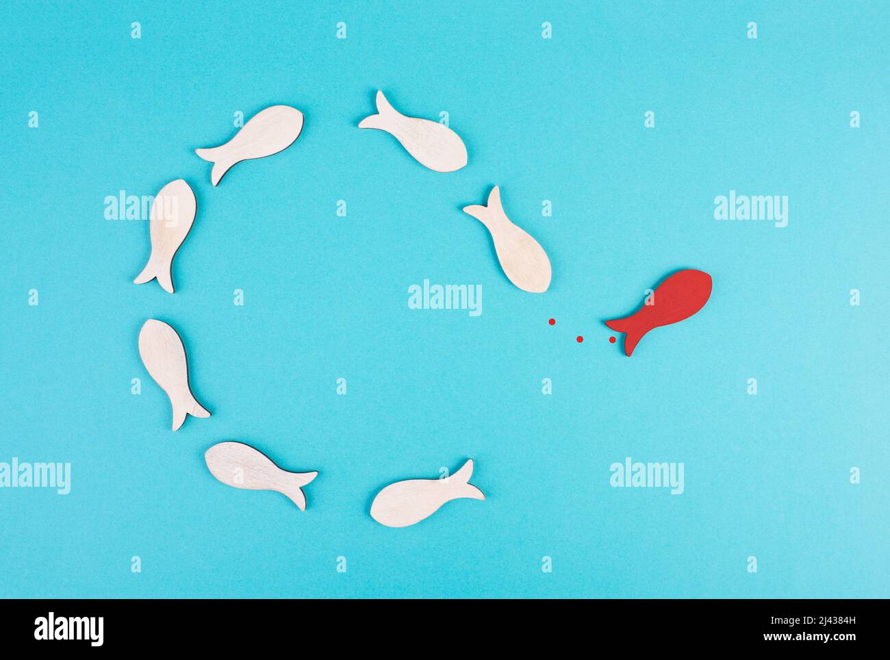 One red fish is swimming against the stream, opposite direction of the ...