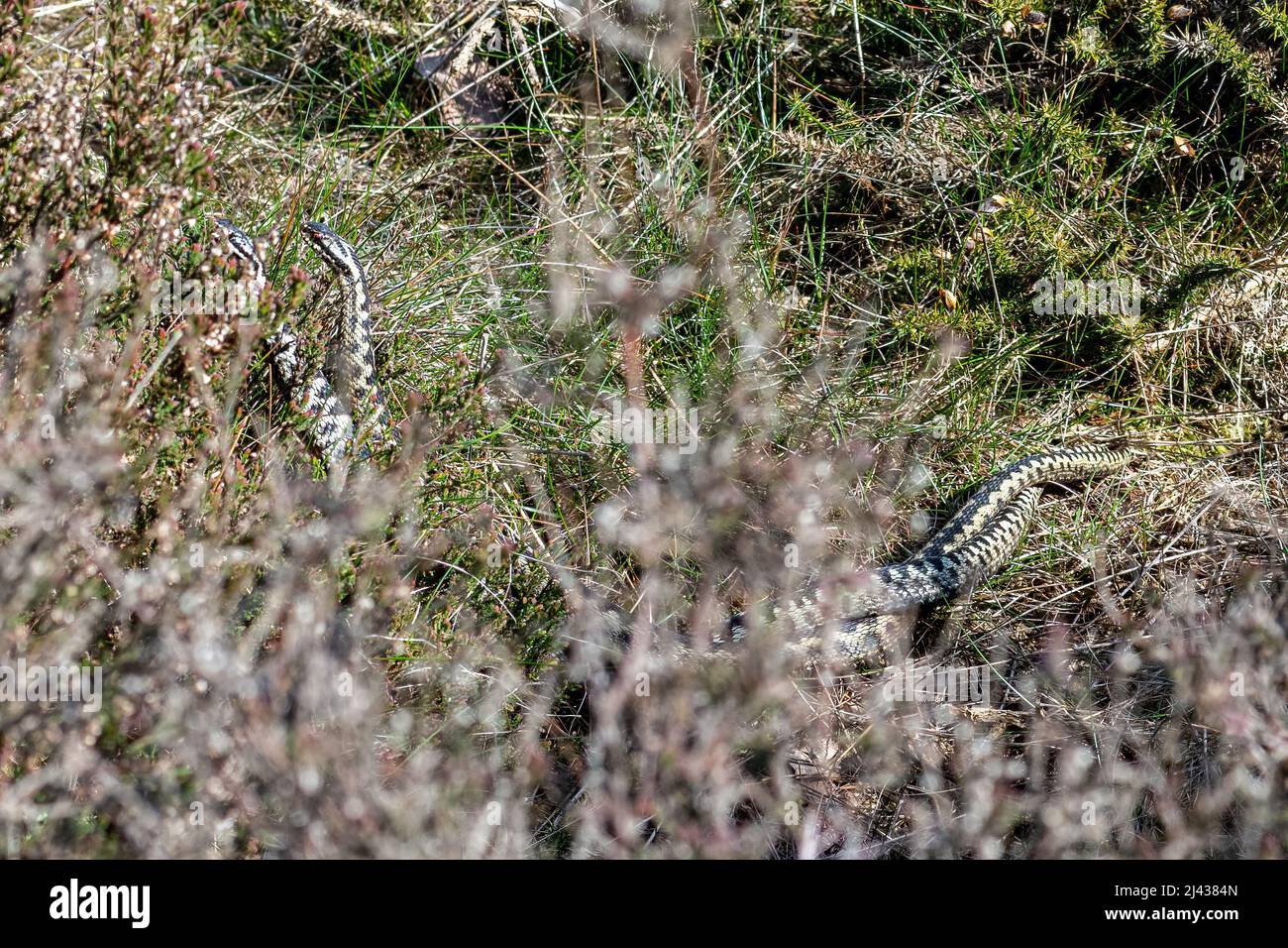 Dancing adders, two male adders (Vipera berus) fighting for a female in ...