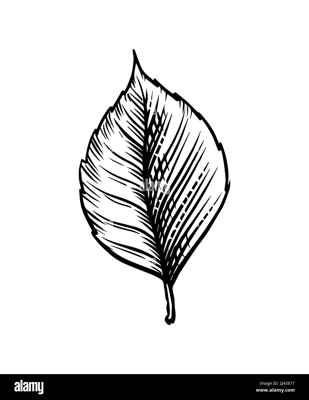 Hand Drawn Tree With Leaves