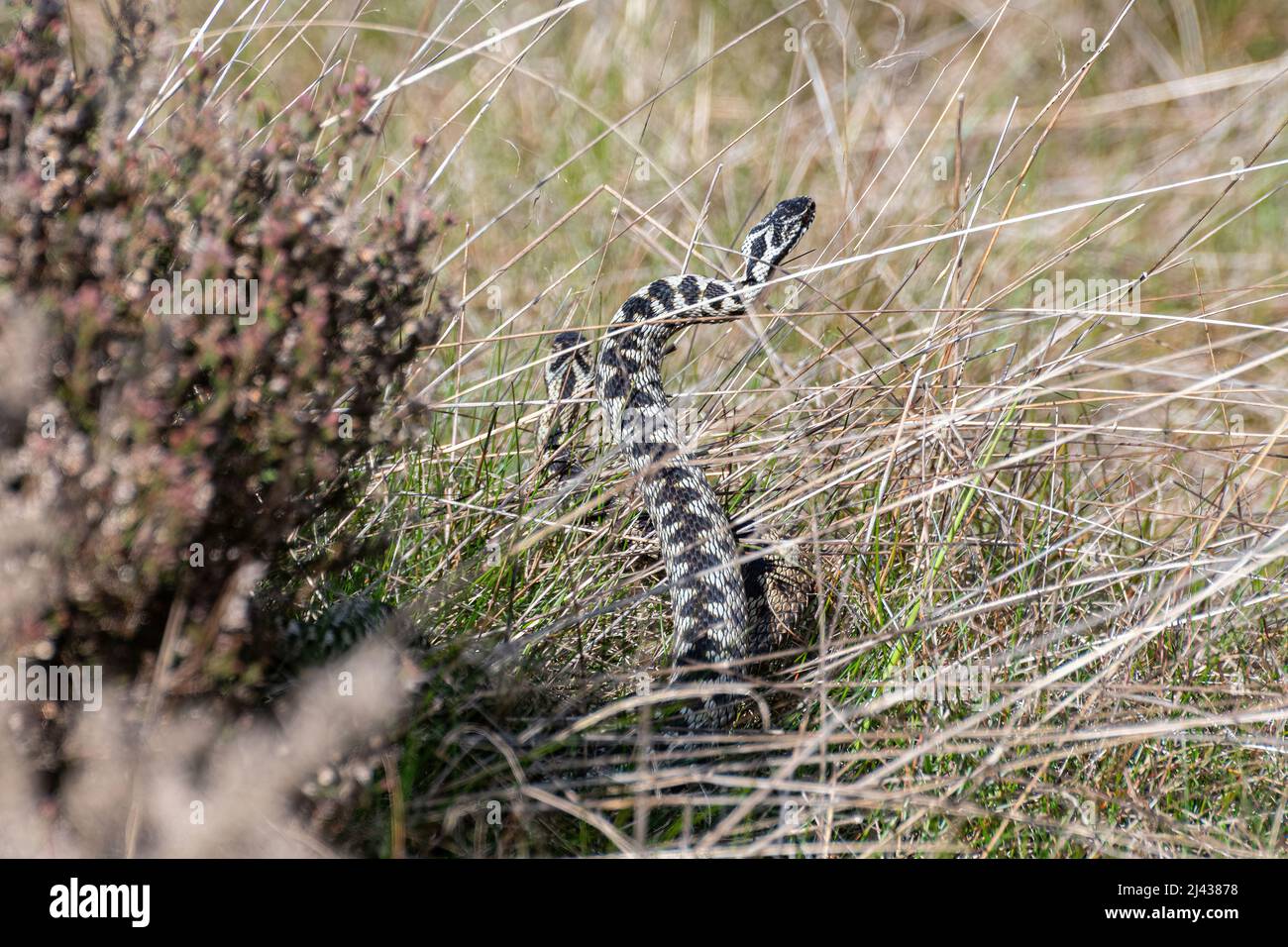 Dancing adders, two male adders (Vipera berus) fighting for a female in ...