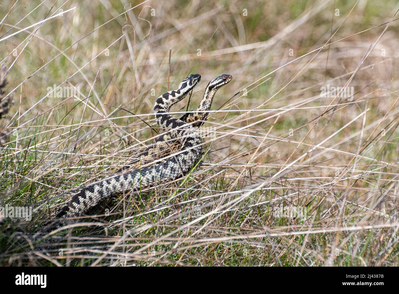 Dancing adders, two male adders (Vipera berus) fighting for a female in ...