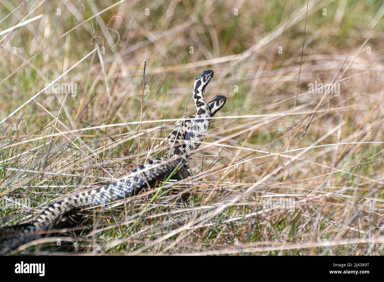 Dancing adders, two male adders (Vipera berus) fighting for a female in ...