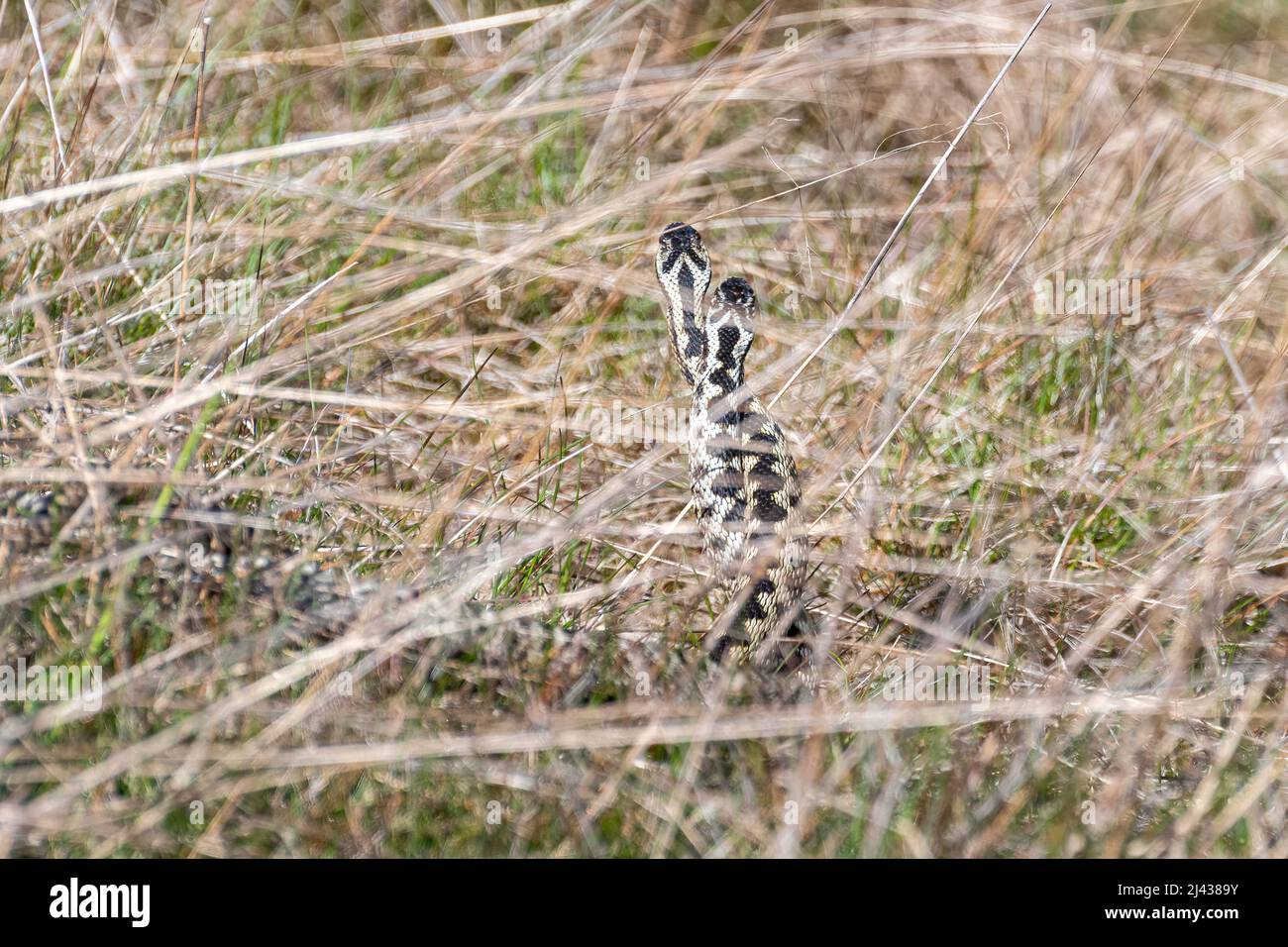 Dancing adders, two male adders (Vipera berus) fighting for a female in ...