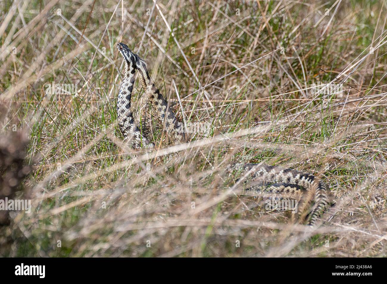 Dancing adders, two male adders (Vipera berus) fighting for a female in ...
