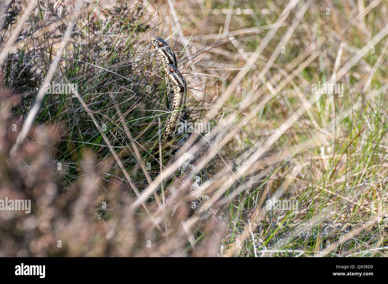 Two male adders hi-res stock photography and images - Alamy
