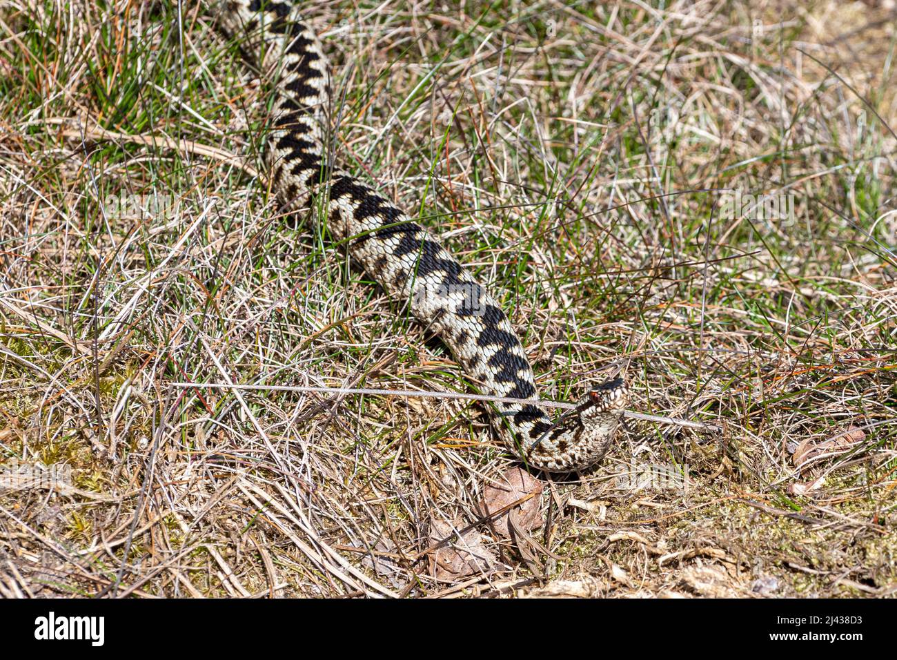 Male grass snake hi-res stock photography and images - Alamy
