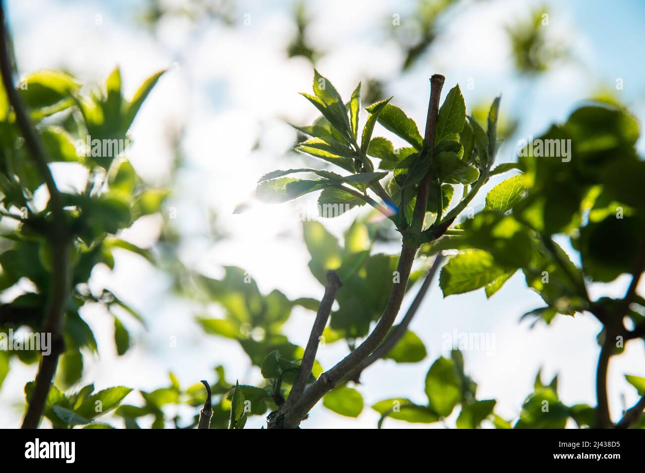 Everything is waking up and spring is starting. Beautiful spring nature ...