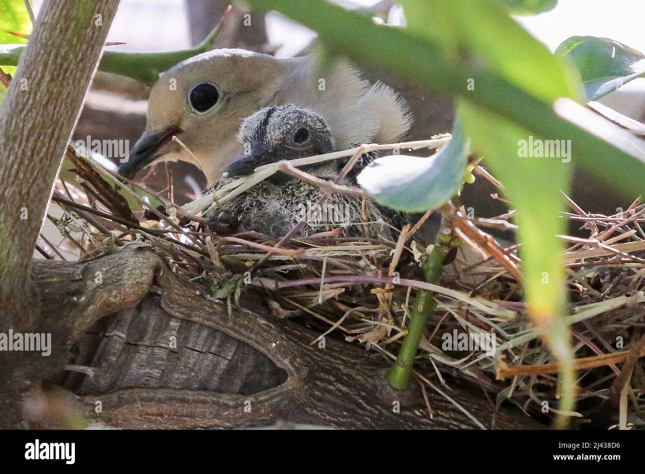 Mourning Dove with baby squab Stock Photo - Alamy
