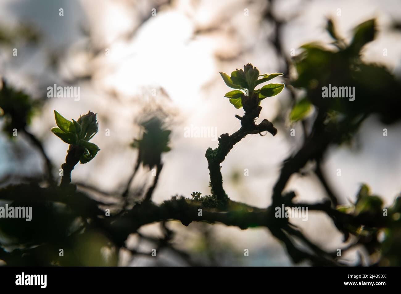 Everything is waking up and spring is starting. Beautiful spring nature ...