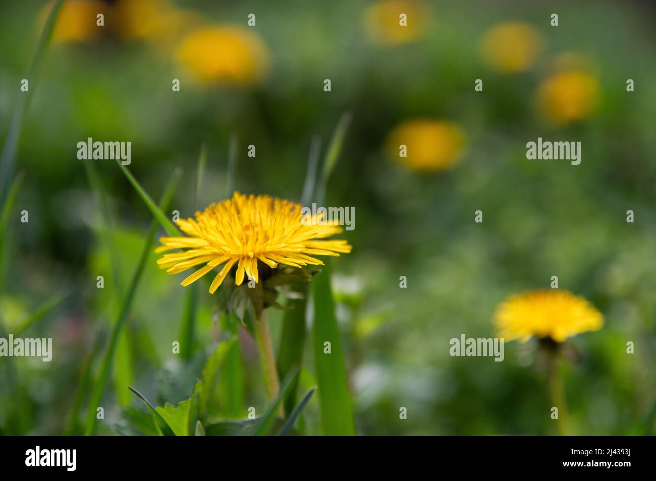 First dandelions appearing on spring meadow Stock Photo - Alamy