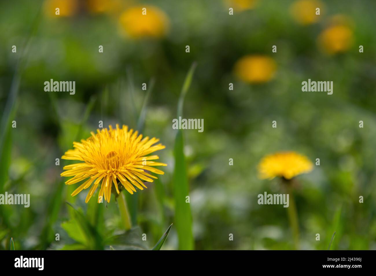 First dandelions appearing on spring meadow Stock Photo - Alamy