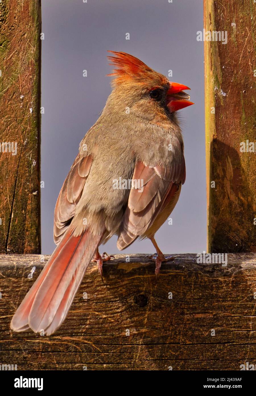 Female Northern Cardinal on the deck post Stock Photo - Alamy