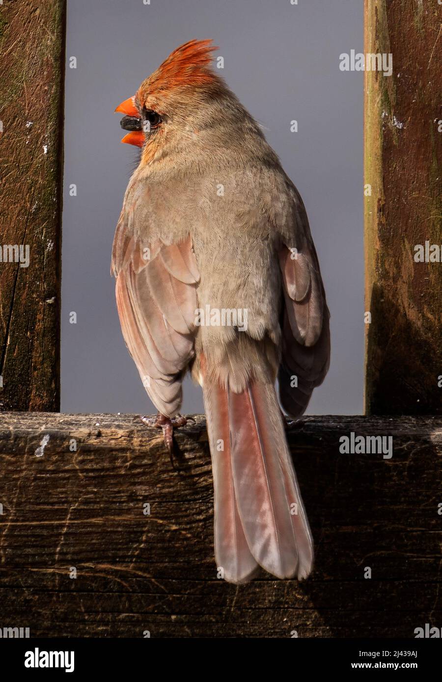 Female Northern Cardinal on the deck post Stock Photo - Alamy
