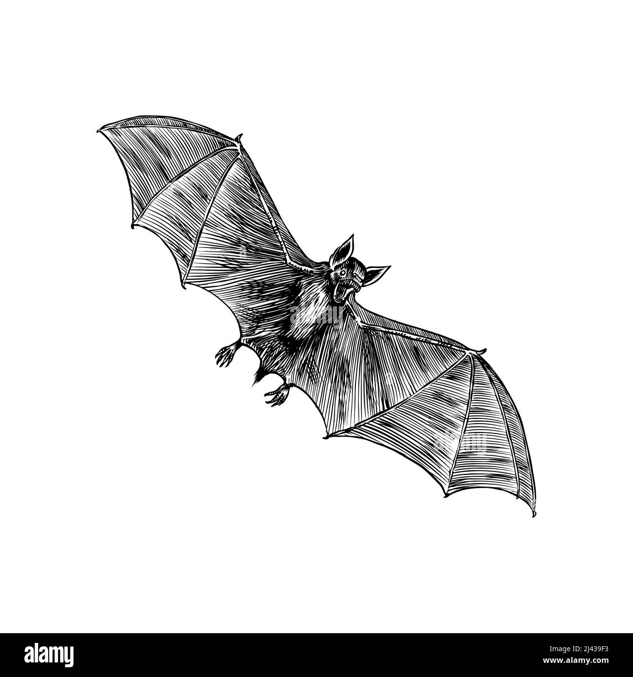 Screaming flying bat sketch. Vintage engraving sketch. Doodle outline ...