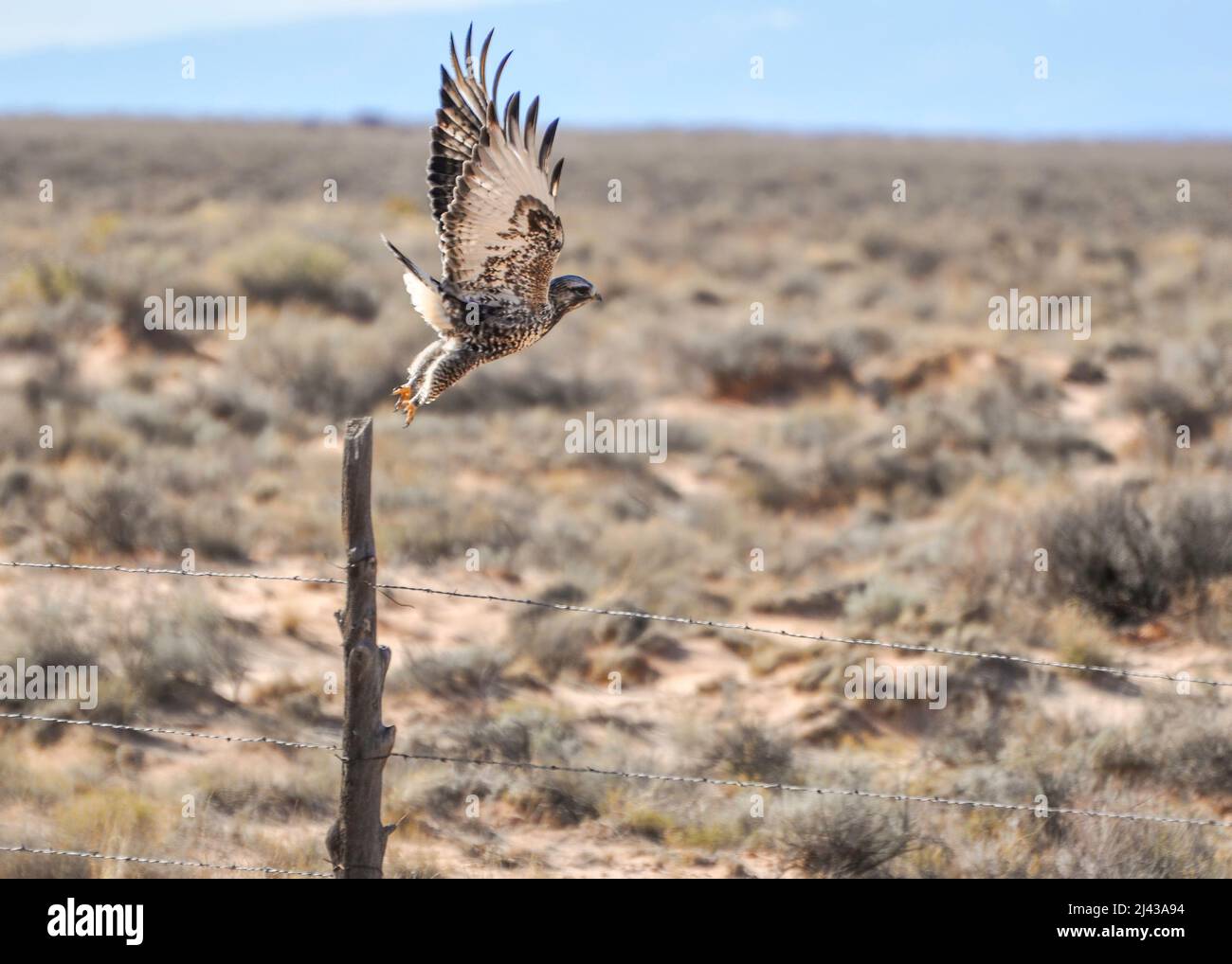 A rough-legged hawk takes off from a rustic wood fence post along a ...