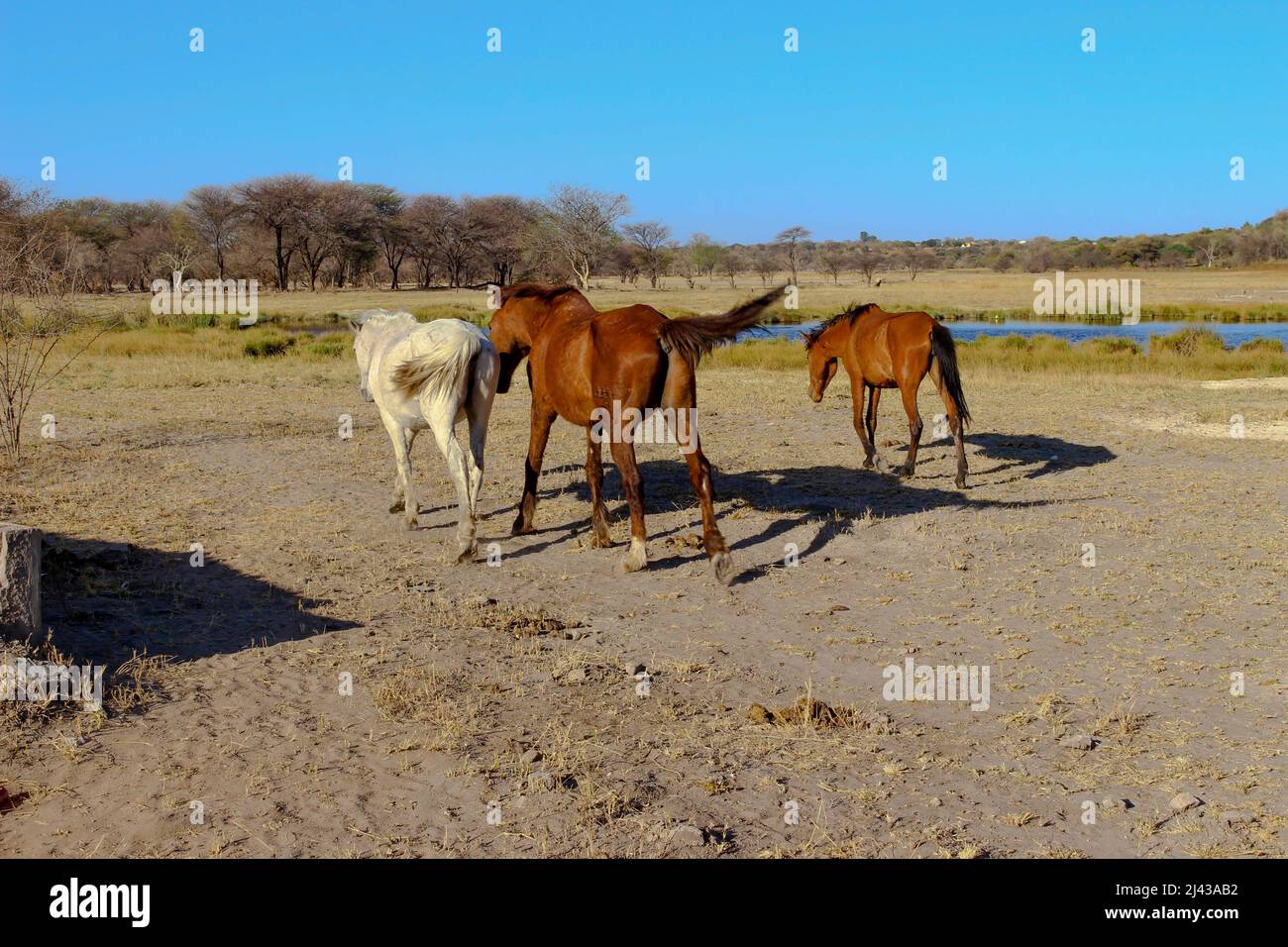Camera man 1 Stock Photo - Alamy