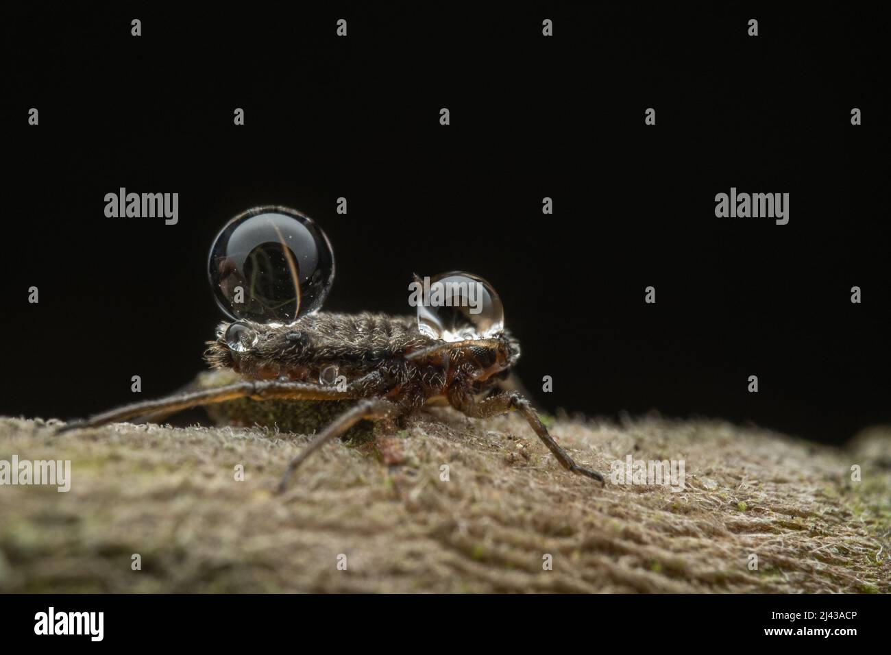 A giant willow - Tuberolachnus salignus - aphid covered in water drops ...