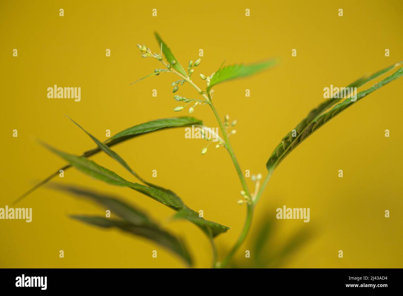 male cannabis plant on a yellow background Stock Photo - Alamy