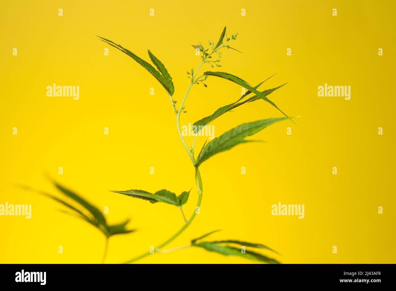 male cannabis plant on a yellow background Stock Photo - Alamy