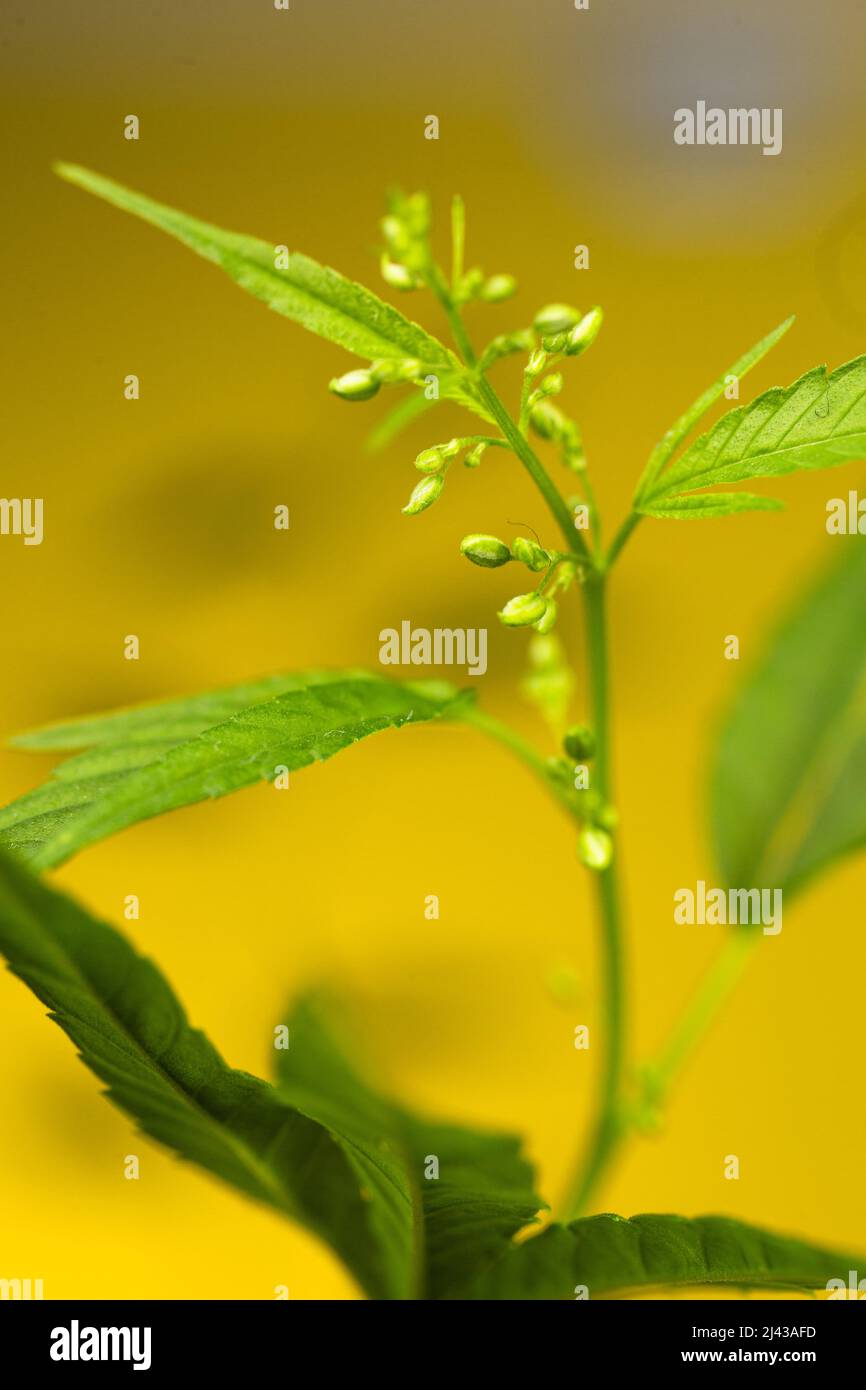 male or hermaphrodite cannabis plant in bloom on a yellow background ...