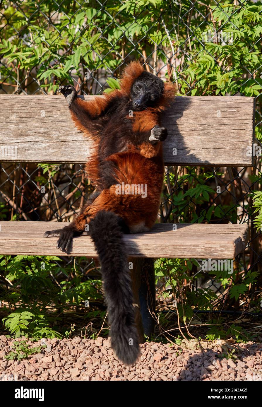Funny Red ruffed lemur sitting on a bench Stock Photo - Alamy