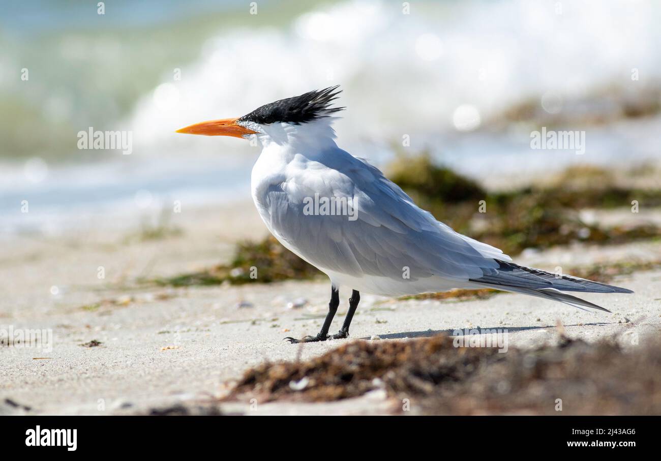 A royal tern bird sitting on the beach watching the ocean waves crash ...