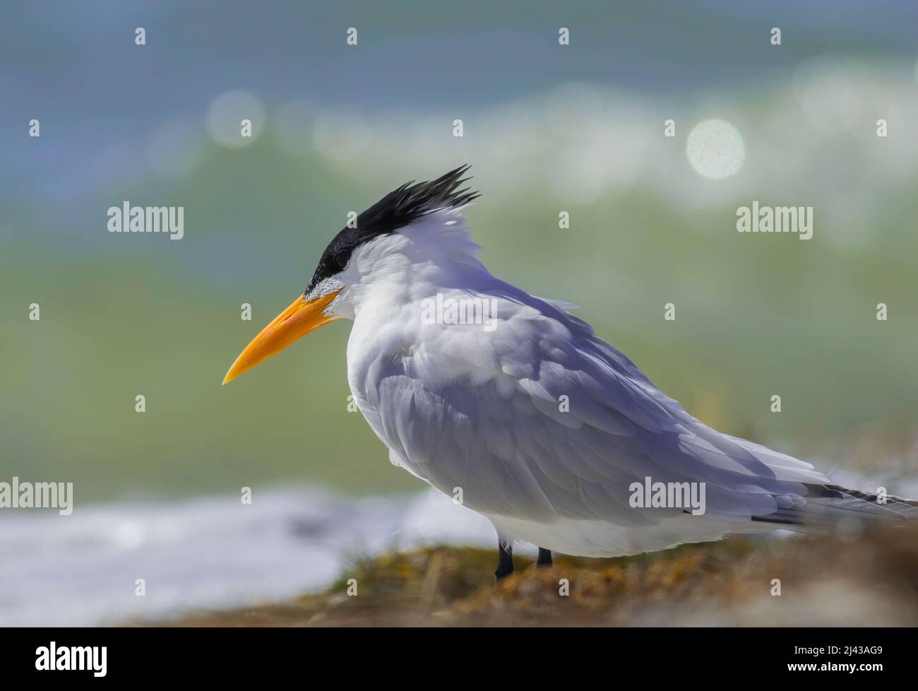 A royal tern bird sitting on the beach watching the ocean waves crash ...