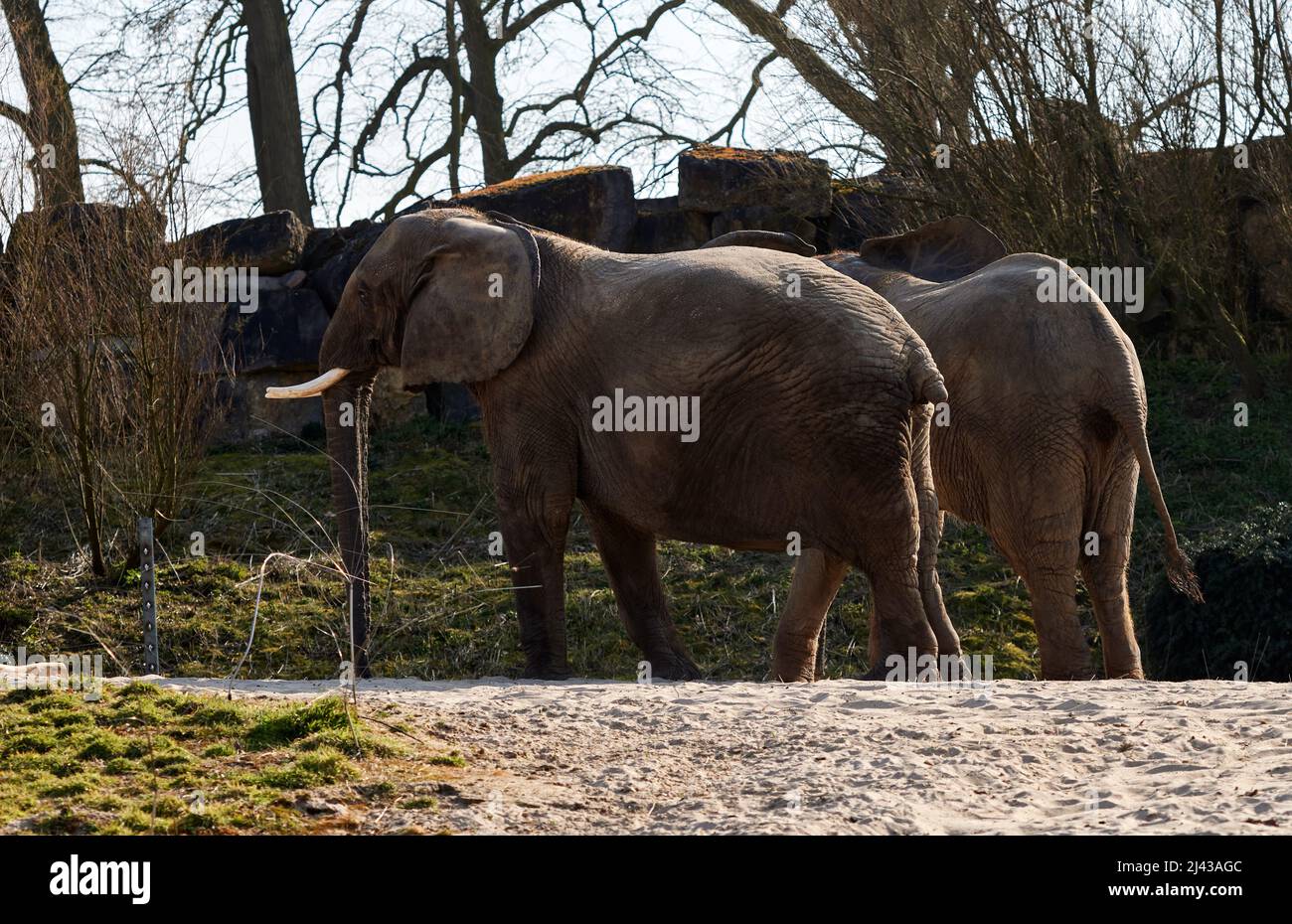 Elephants in the zoo hi-res stock photography and images - Alamy