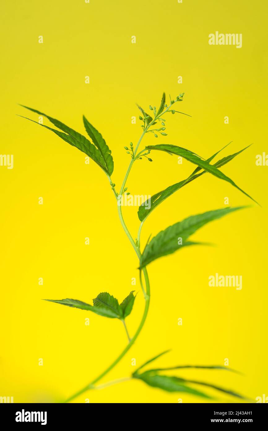 Marijuana plant growing on light hi-res stock photography and images ...