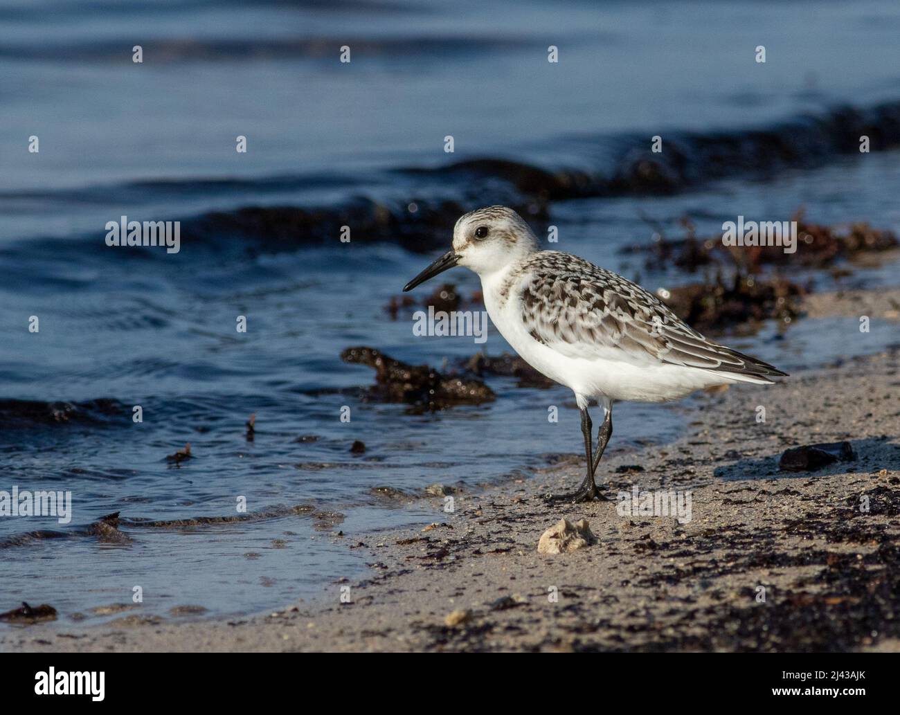A sanderling shorebird walking the edge of the seawater on the beach ...