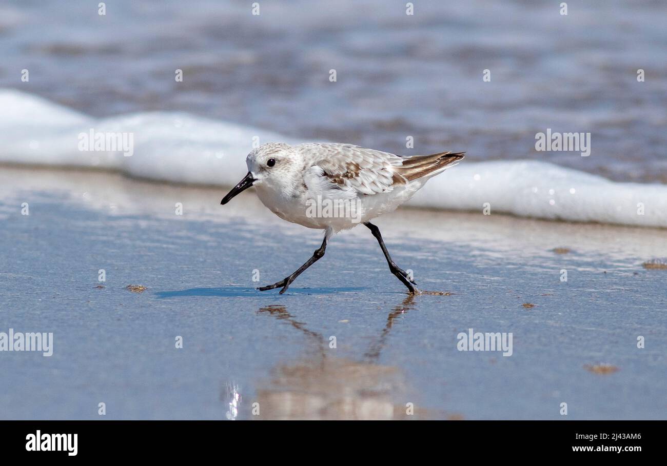 A sanderling shorebird walking the edge of the seawater on the beach ...