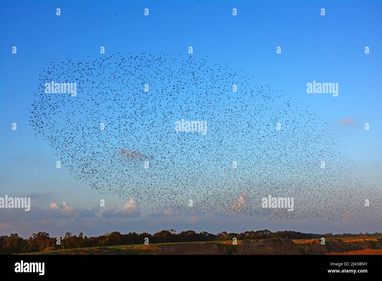 Flying starling hi-res stock photography and images - Alamy