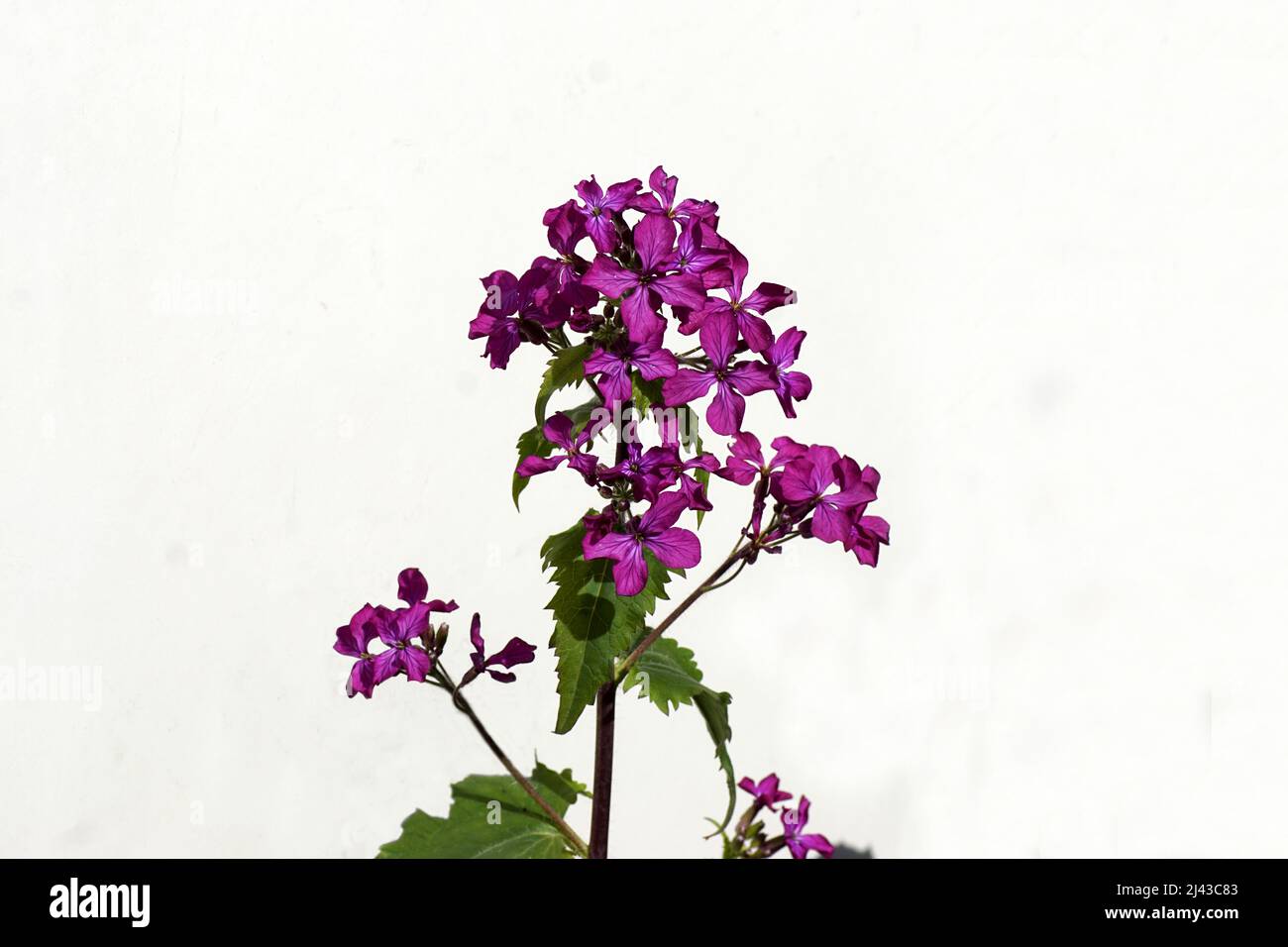 Honesty lunaria annua brassicaceae hi-res stock photography and images ...