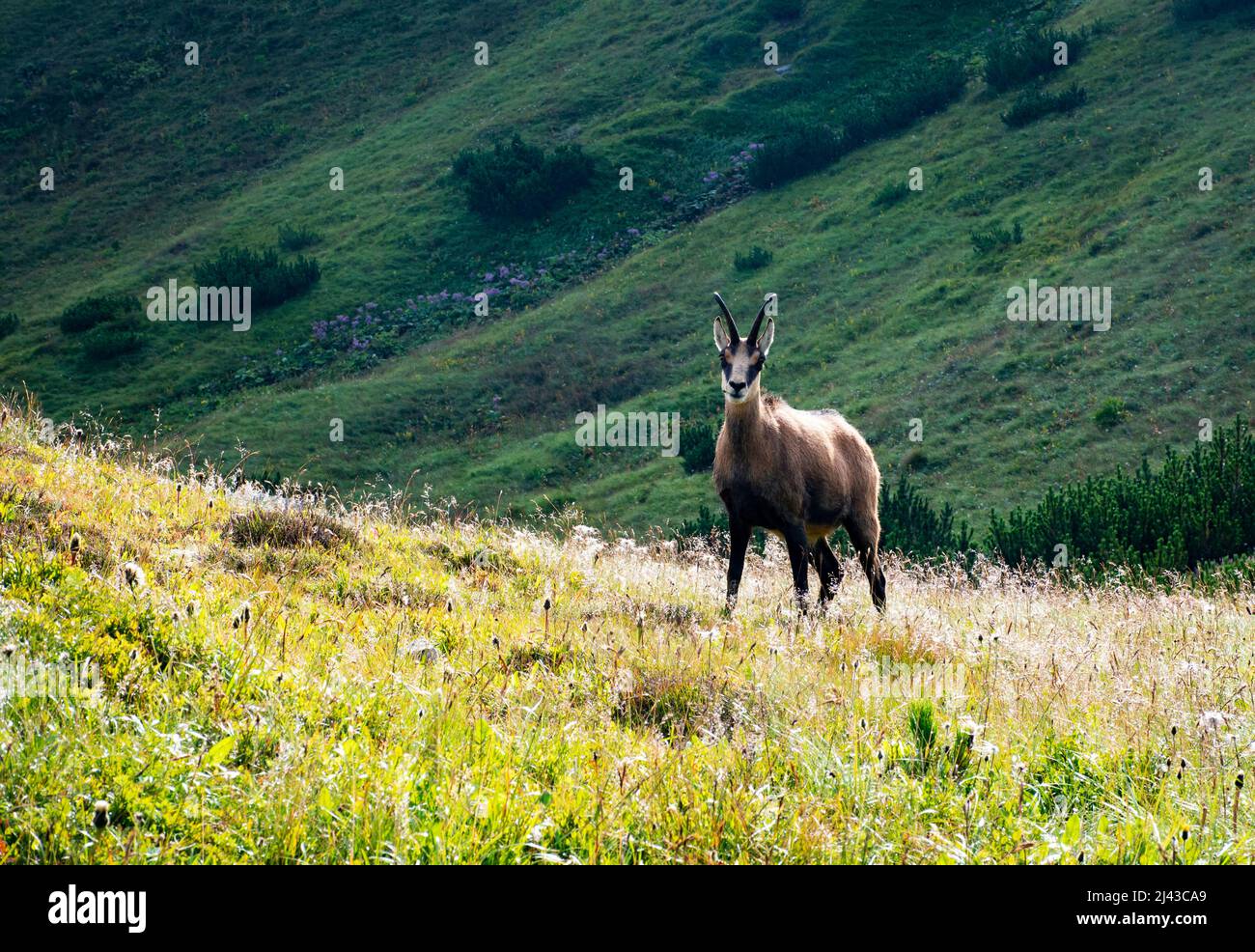 landscape background surprised rupicapra on spring mountain meadow ...